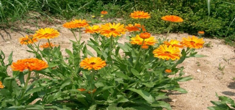 Plants And Flowers Of Kuwait Desert - Academic Master