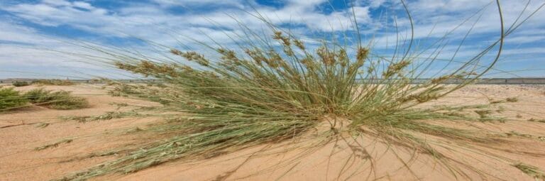 Plants And Flowers Of Kuwait Desert - Academic Master